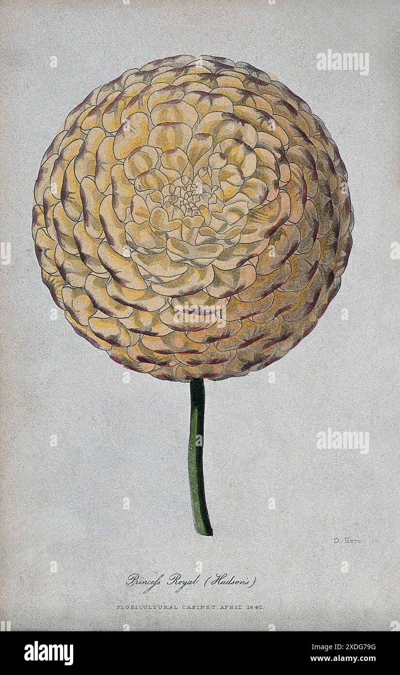 A close-up, detailed aquatint illustration of a single Dahlia Princess ...
