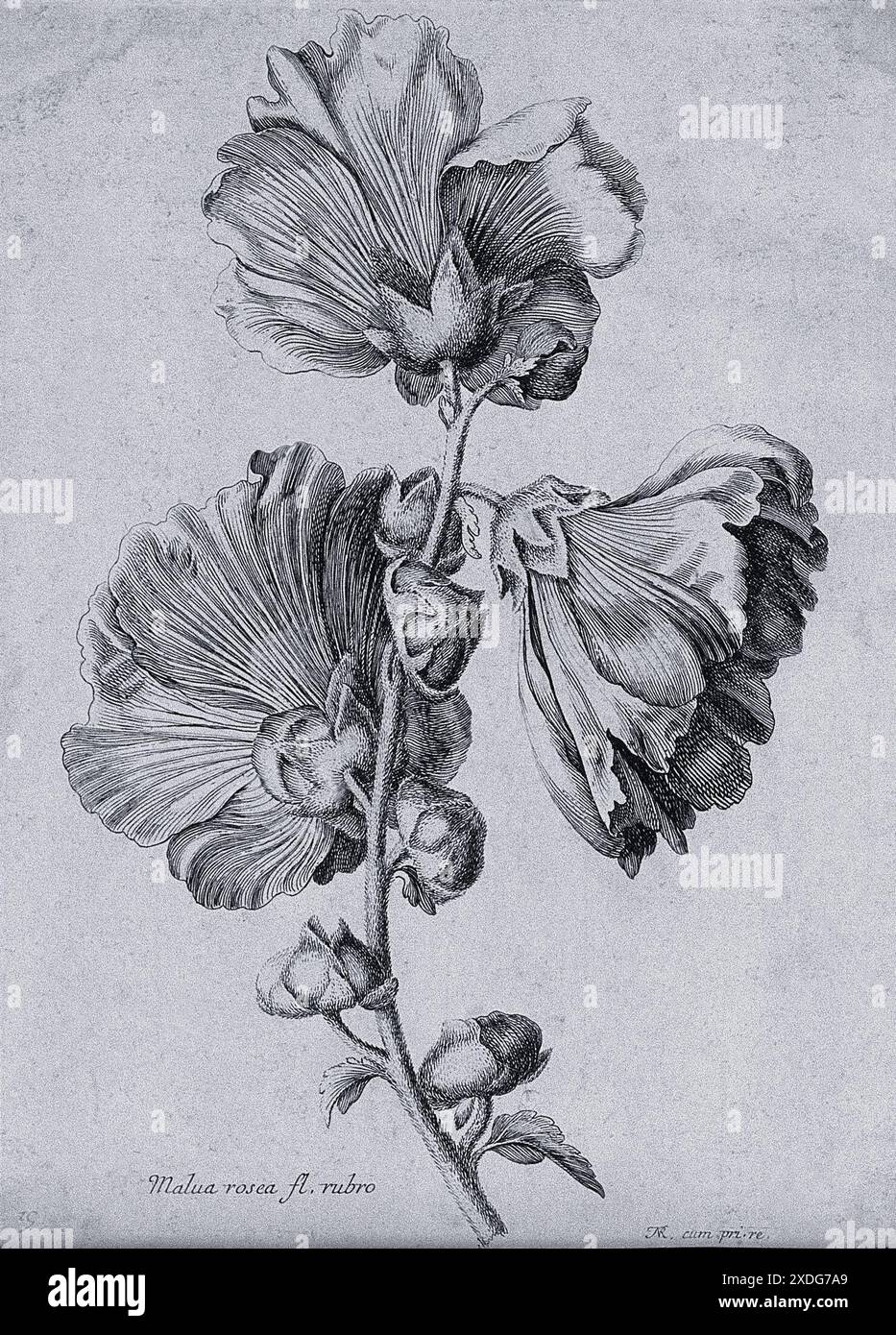 Nicolas robert hi-res stock photography and images - Alamy