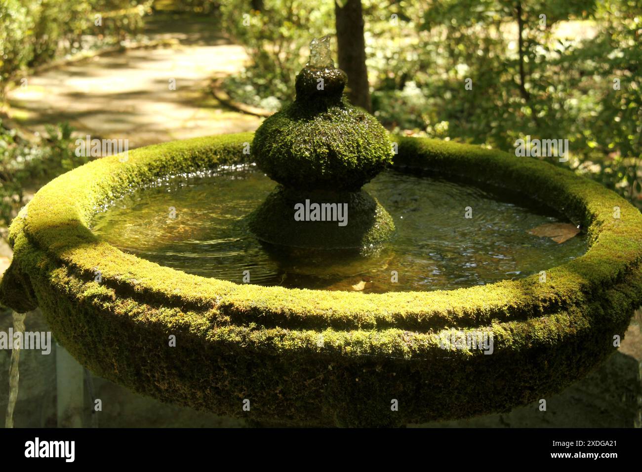 Chase City, VA, USA. Water fountain stone basin covered in moss in ...