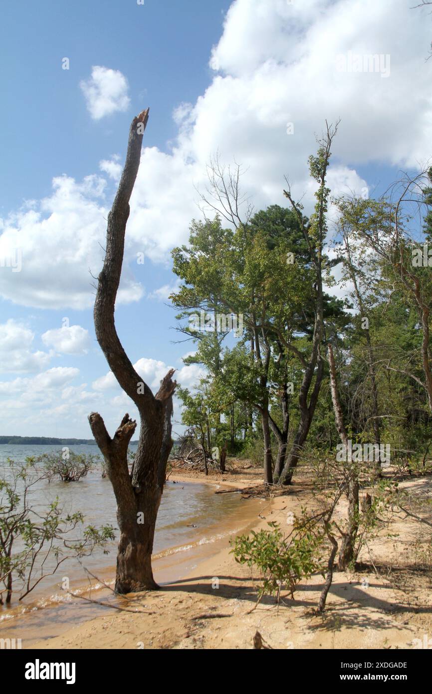 Virginia, U.S.A. Trees on a beach in Palmer Point Park by the Roanoke ...