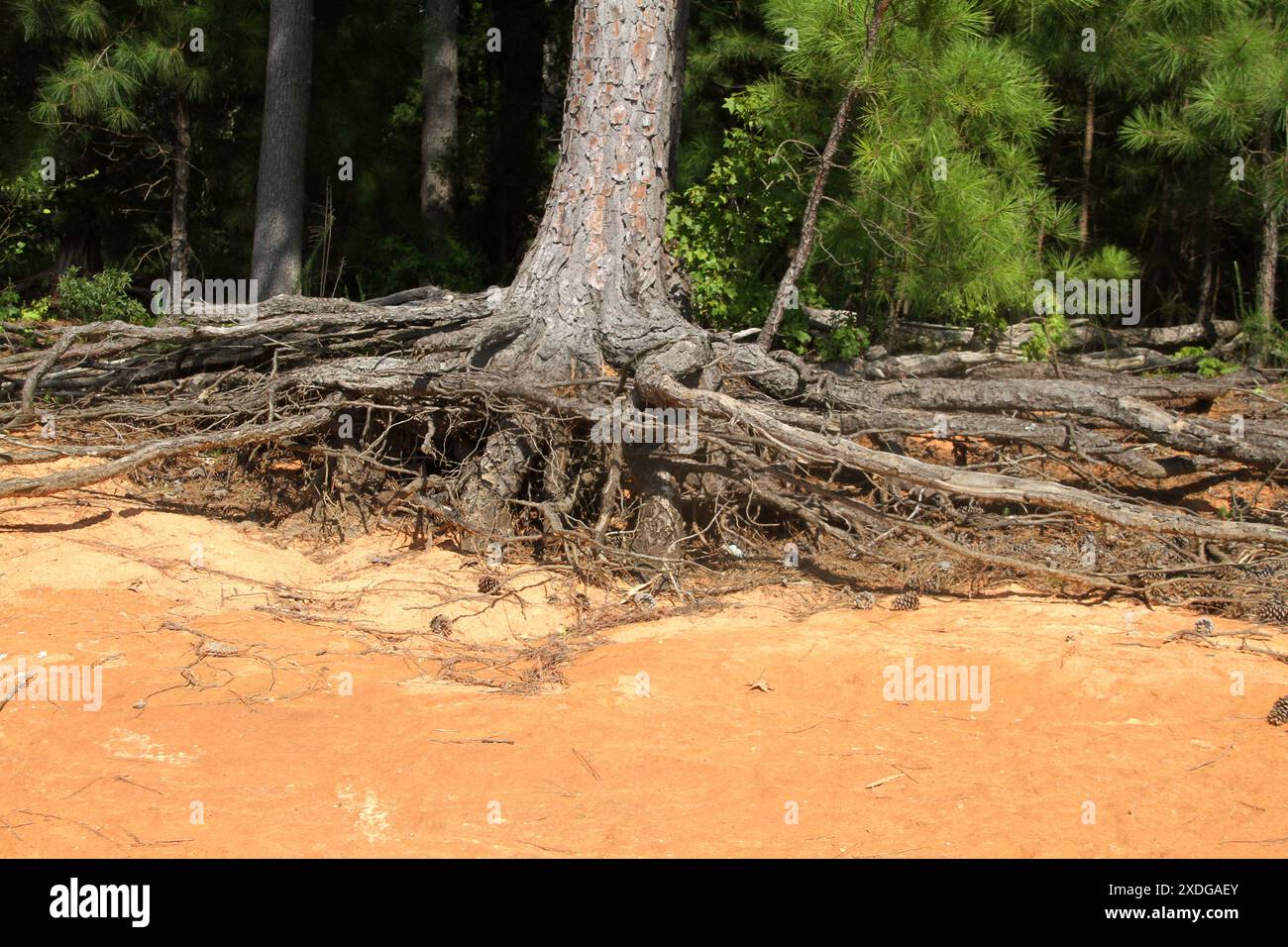 Virginia, U.S.A. Tree roots on the shore of the Roanoke River exposed ...