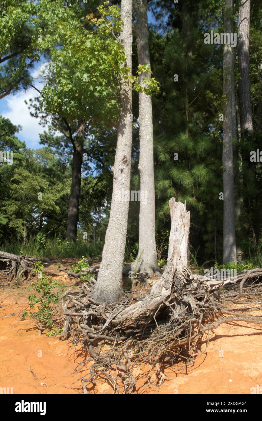 Virginia, U.S.A. Tree roots on the shore of the Roanoke River exposed ...