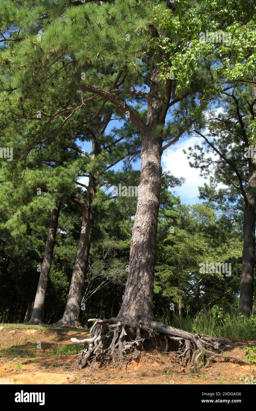 Virginia, U.S.A. Tree roots on the shore of the Roanoke River exposed ...
