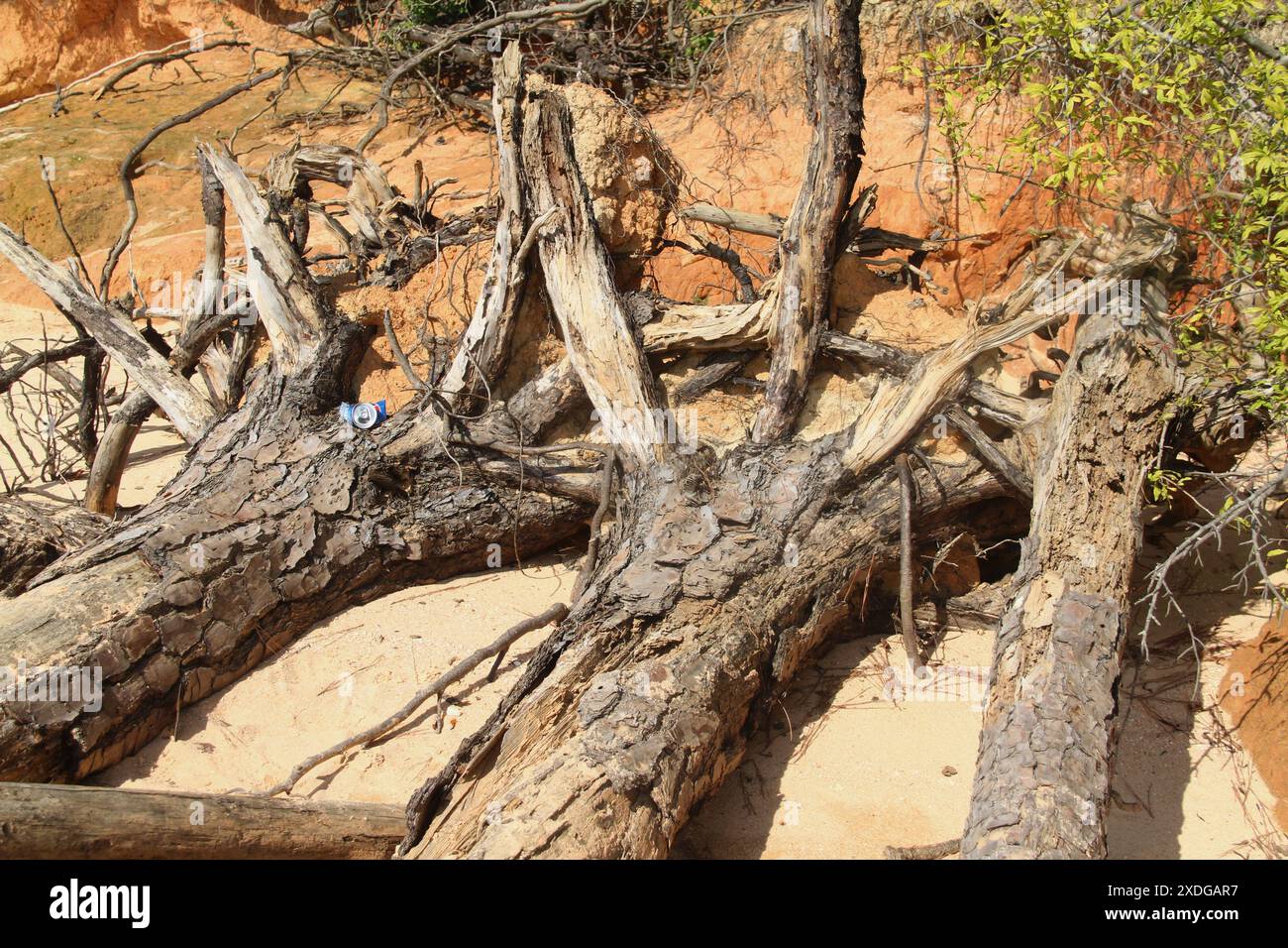 Dead trees washed away on the shore of the Roanoke River in Virginia, U ...