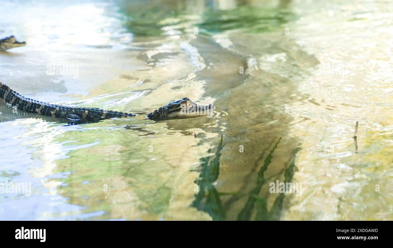 Juvenile alligators swimming in a Florida gator farm with various sizes ...