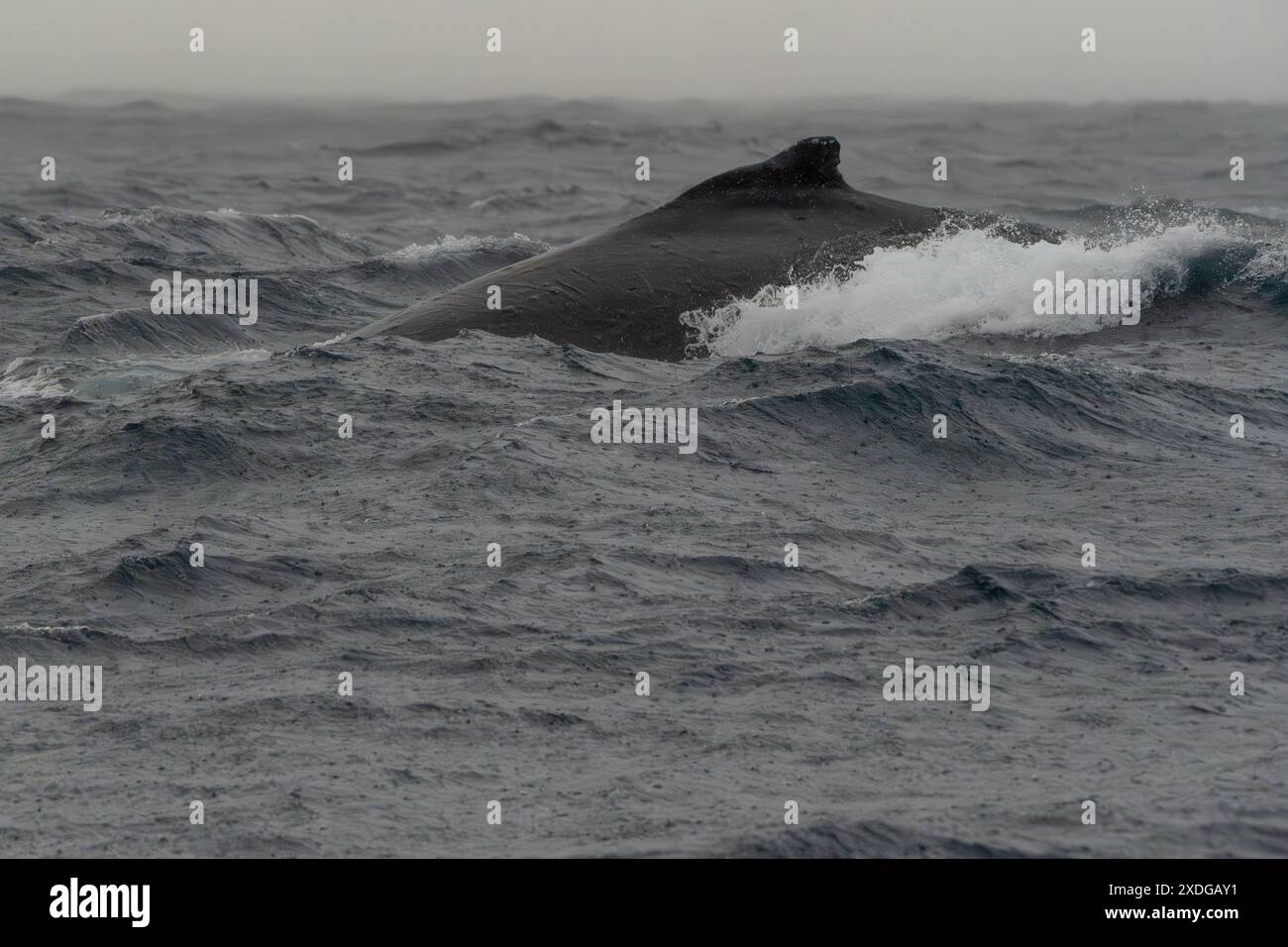 Humpback whale emerging ocean dramatic moody raining seascape Stock ...