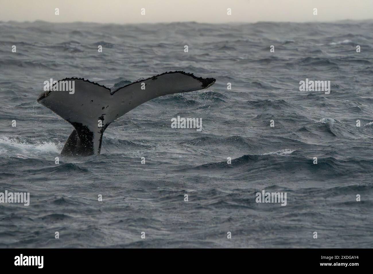 Humpback whale tail fin emerging ocean dramatic seascape Stock Photo ...