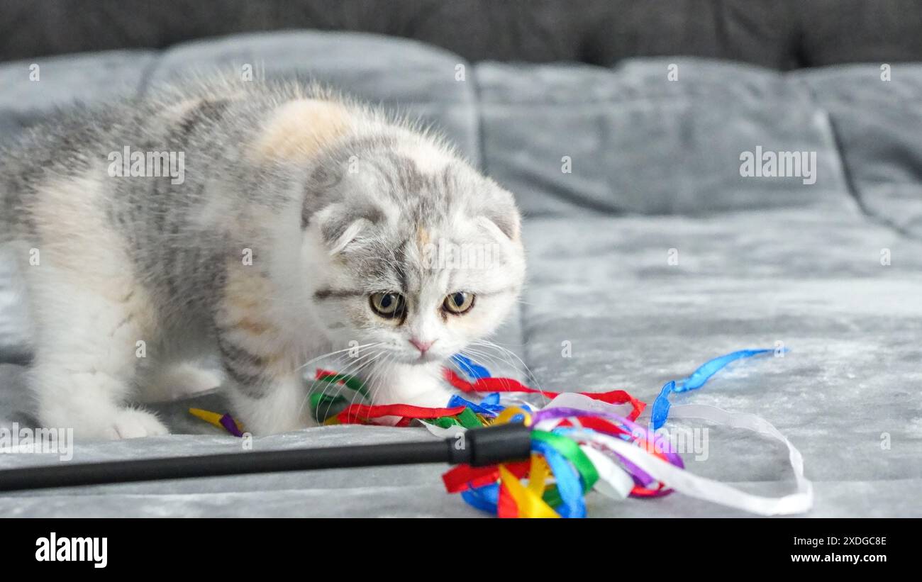 Fluffy calico Scottish fold kitten is playing on bed, front view, space ...