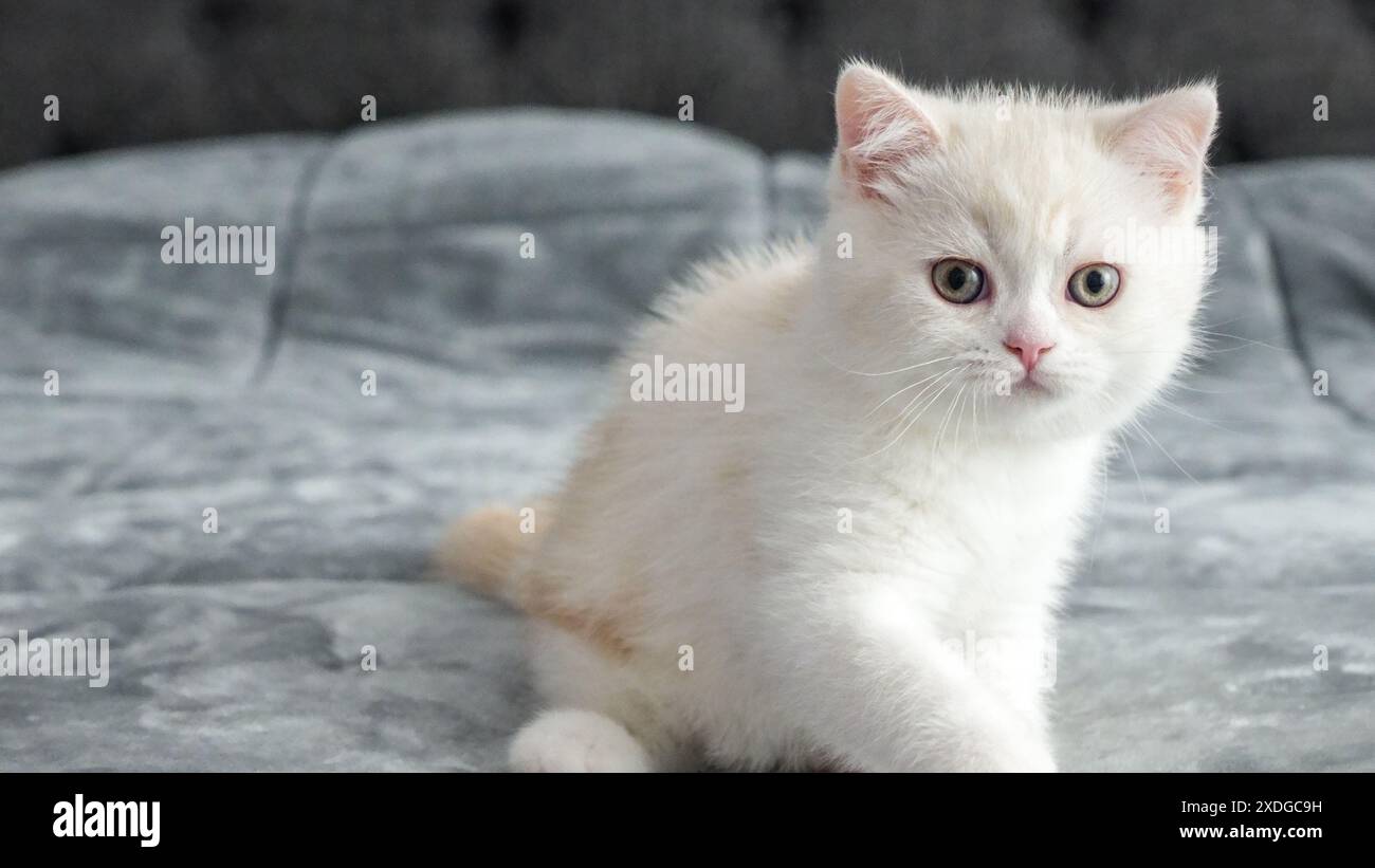 Fluffy beige Scottish kitten is sitting on bed looking at camera, front ...