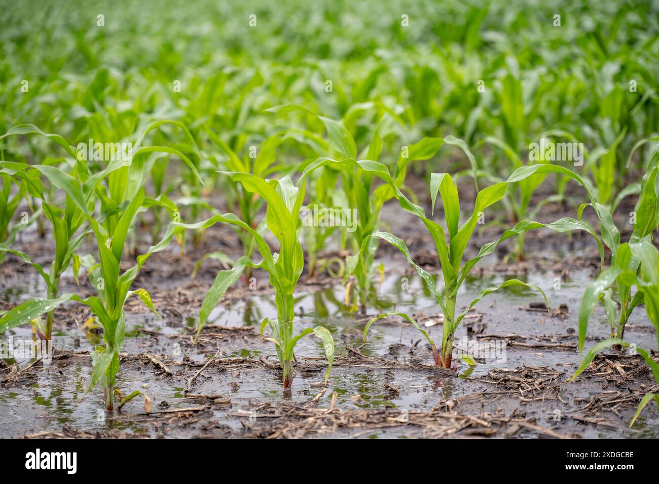 Row crop corn field with puddles of standing water from flooding ...