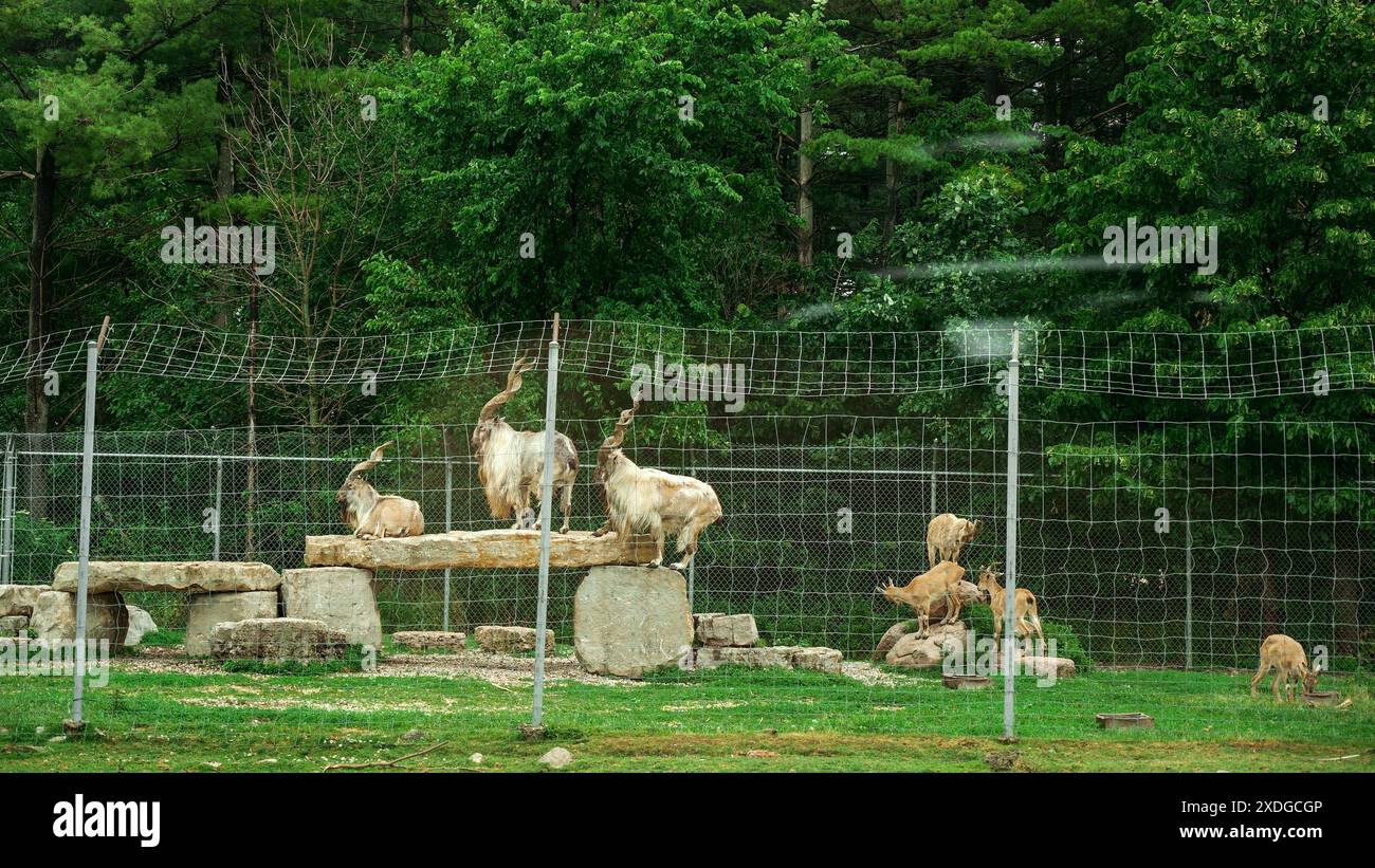 A group of mountain goats standing on rocks behind a fence in a lush ...