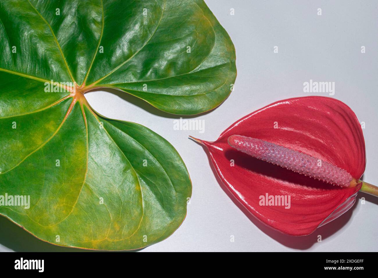 Fresh anthurium flowers hi-res stock photography and images - Alamy