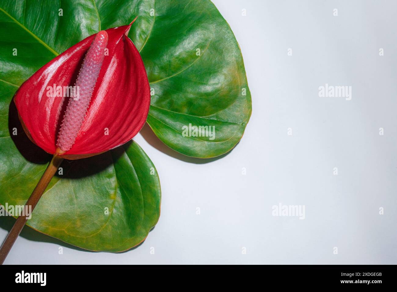 AN IMAGE OF THE BEAUTY OF RED ANTHURIUM FLOWERS Stock Photo - Alamy