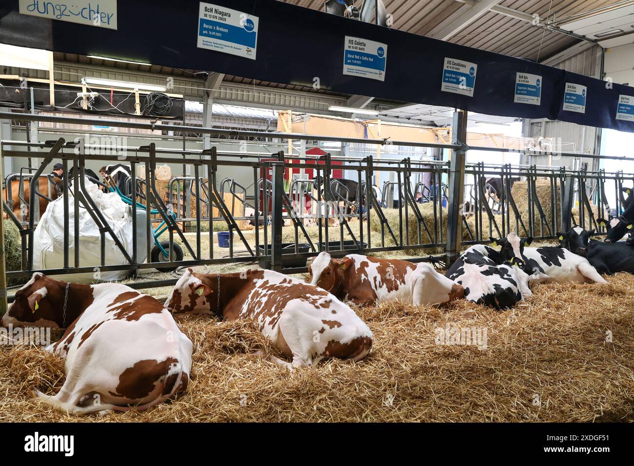 Bismark, Germany. 21st June, 2024. Participants' cows lie in the barn ...