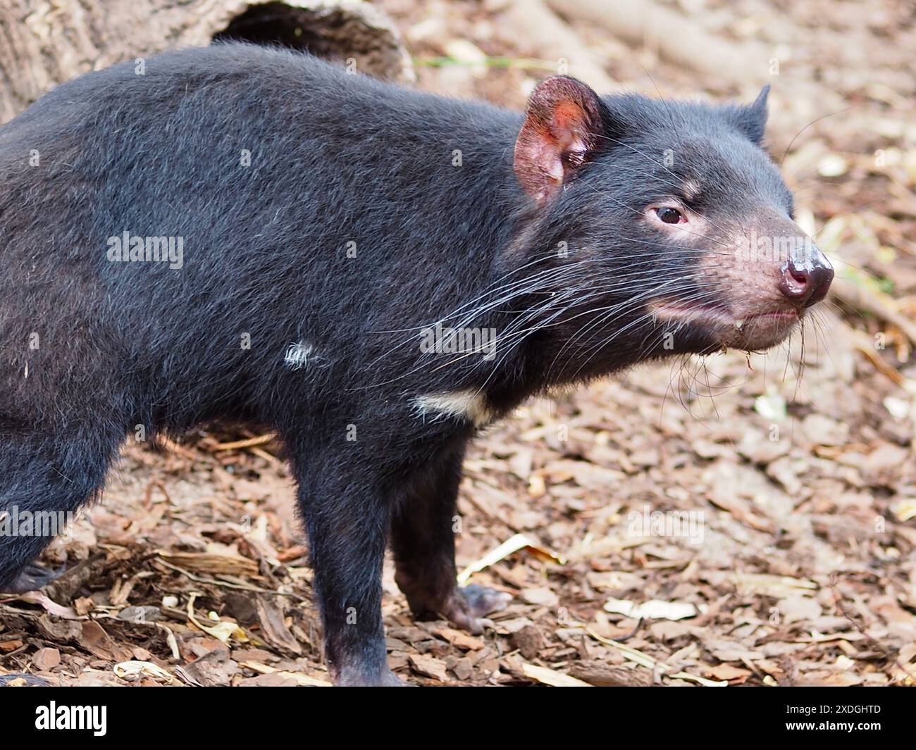 Extremely loud screeching hi-res stock photography and images - Alamy