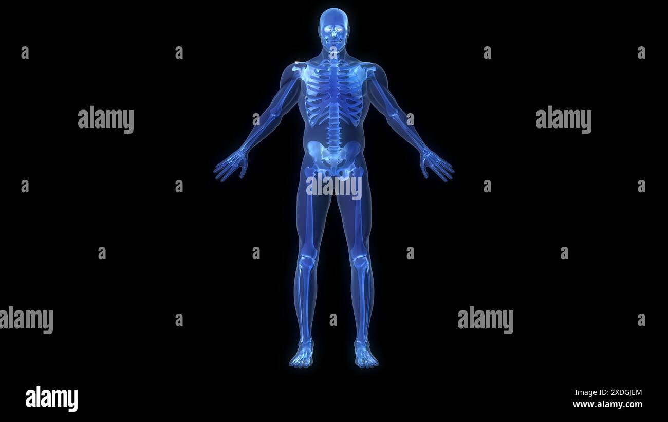 An X-ray of a human body Stock Photo - Alamy