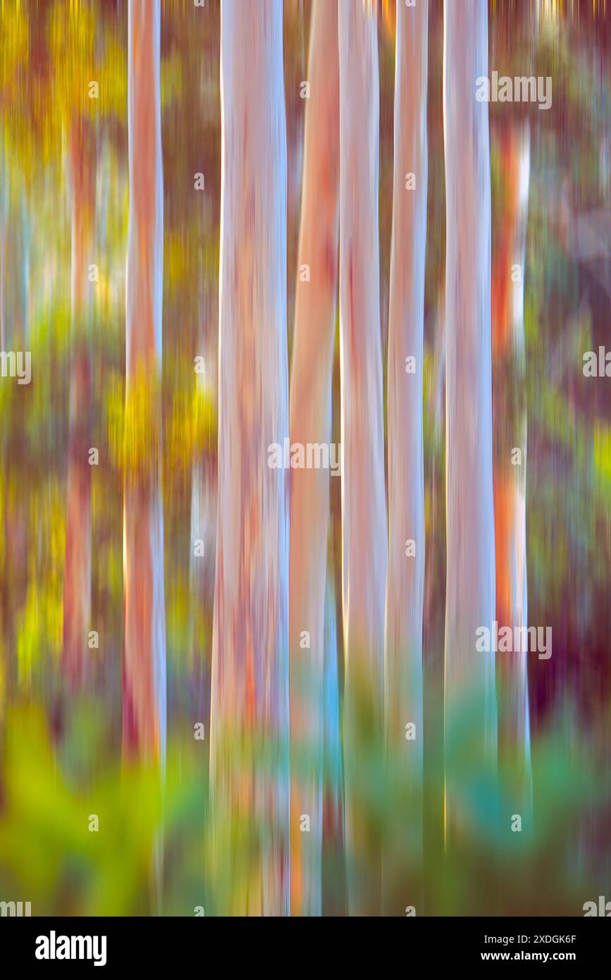 Nature, motion blur and abstract of trees in forest for eco friendly ...