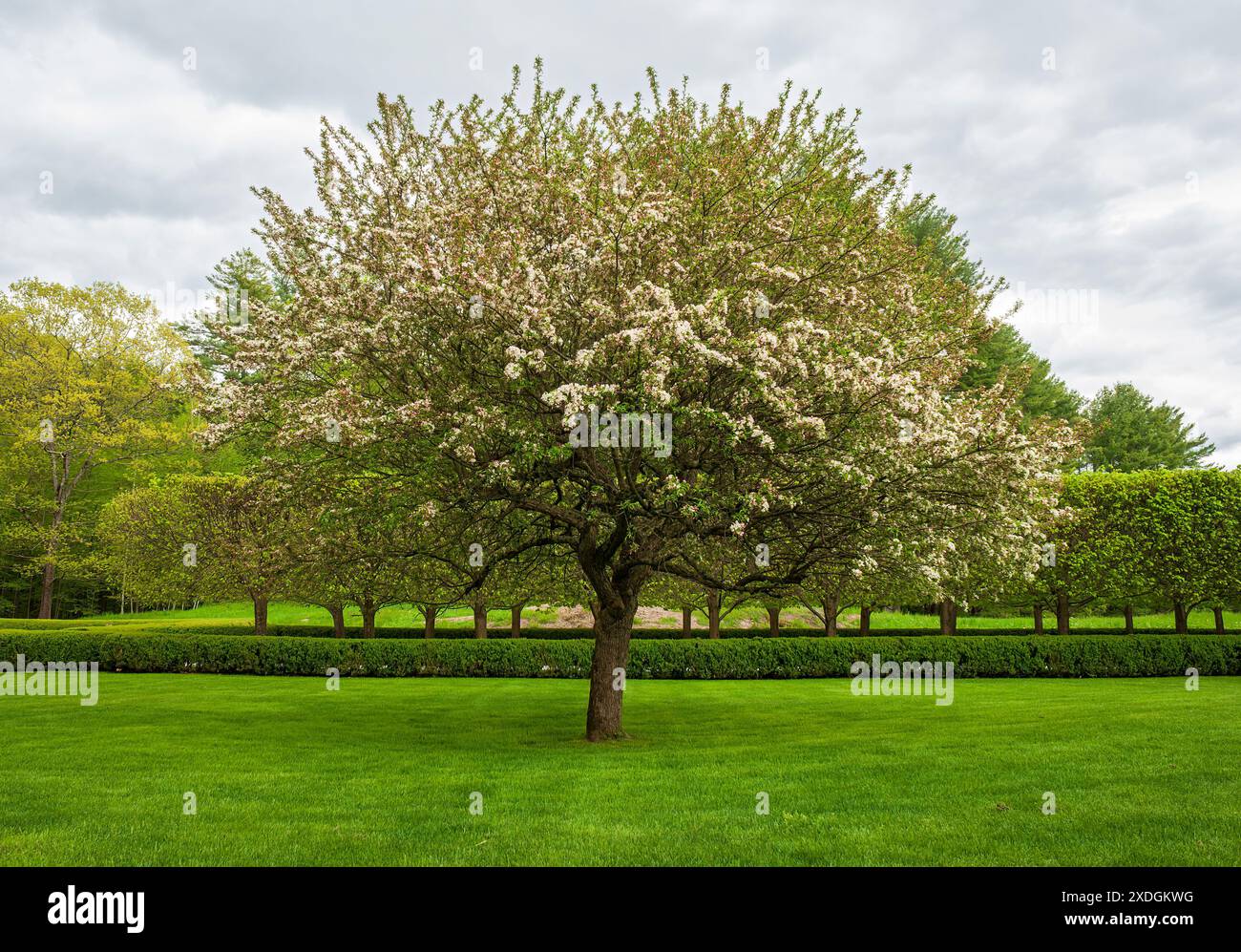 Pleached hi-res stock photography and images - Alamy