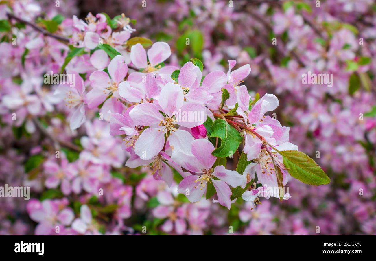 Beautiful pink Crabapple blossoms at Berkshire Botanical Garden in ...