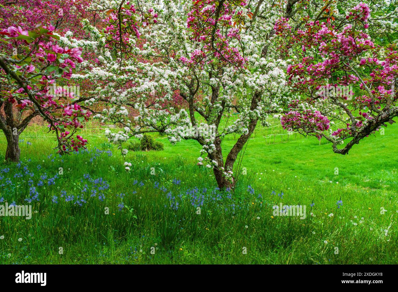 Flowering crabapple trees hi-res stock photography and images - Alamy