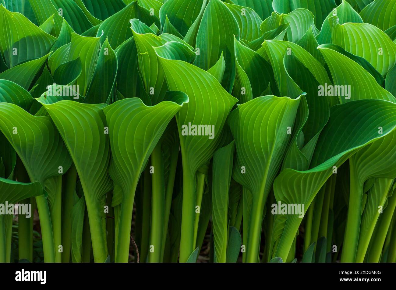 Close-up of lush green Hosta 'Blue Angel' (sieboldiana) (Plantain Lilly ...