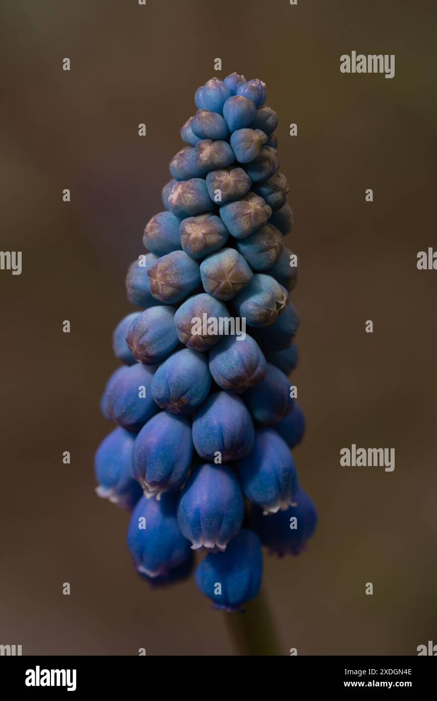 Bunch of grape hyacinth hi-res stock photography and images - Alamy