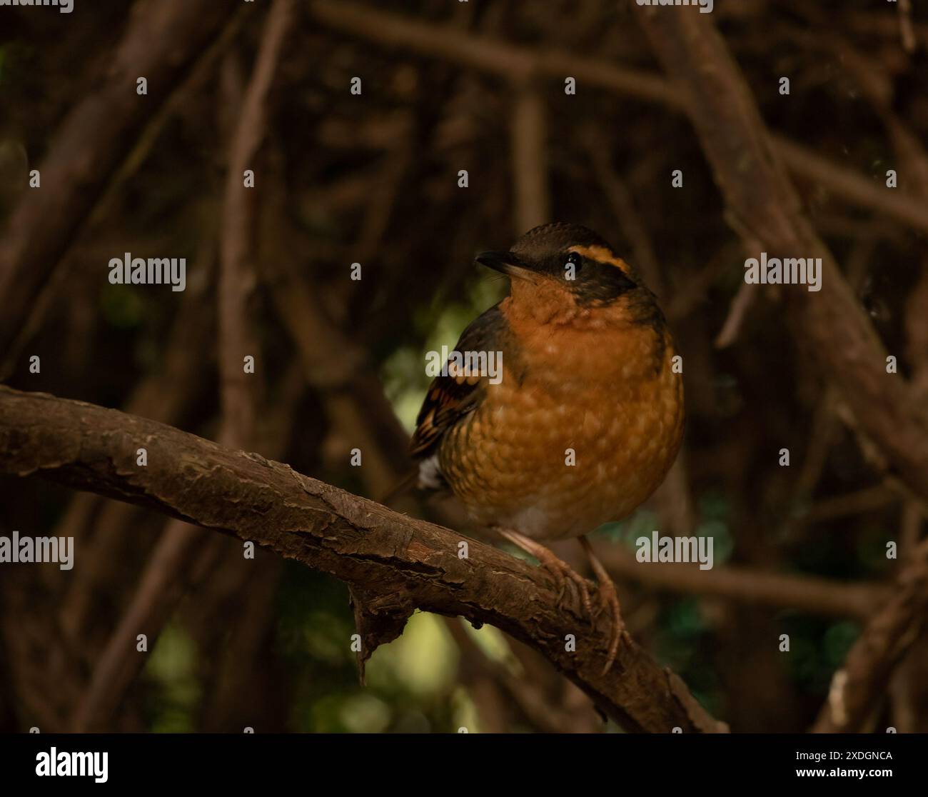 A single Varied Thrush in a tree in shadow in Victoria, British ...