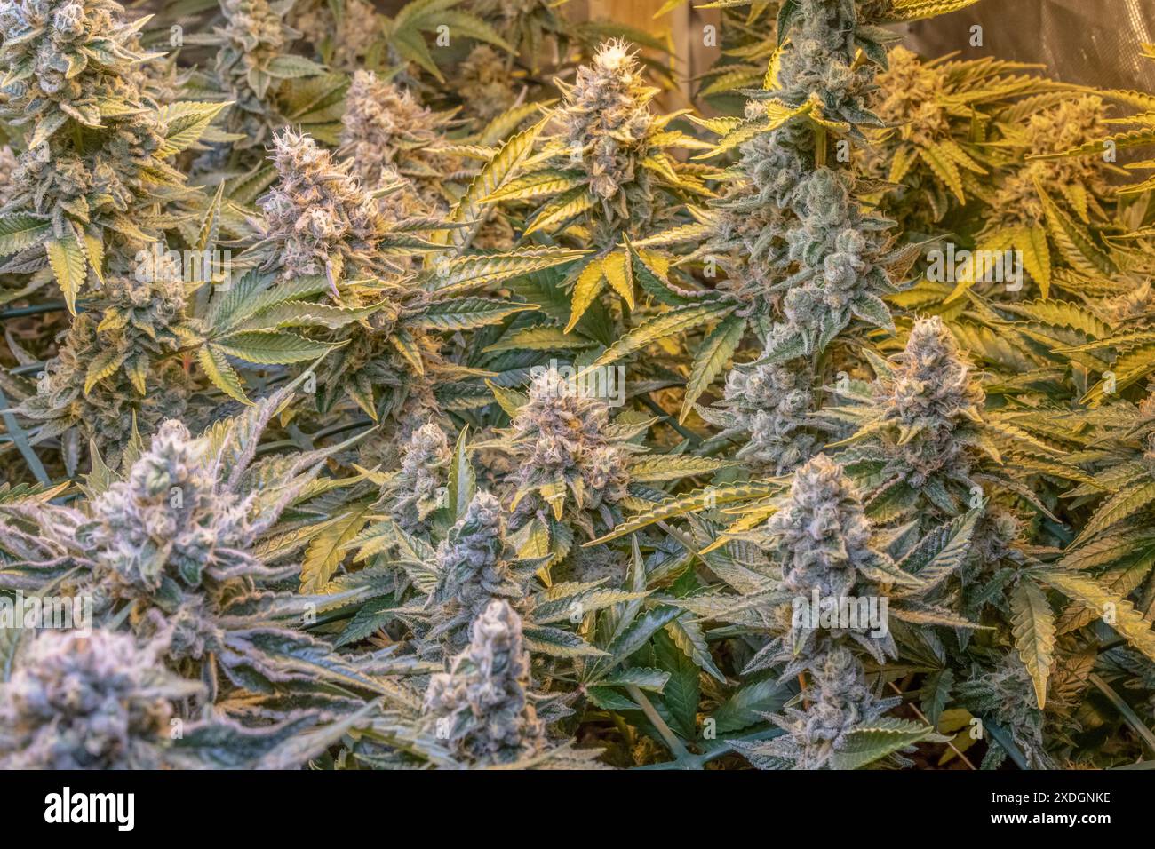 female blossom marijuana SoG Sea of Green net hemp cultivation ...