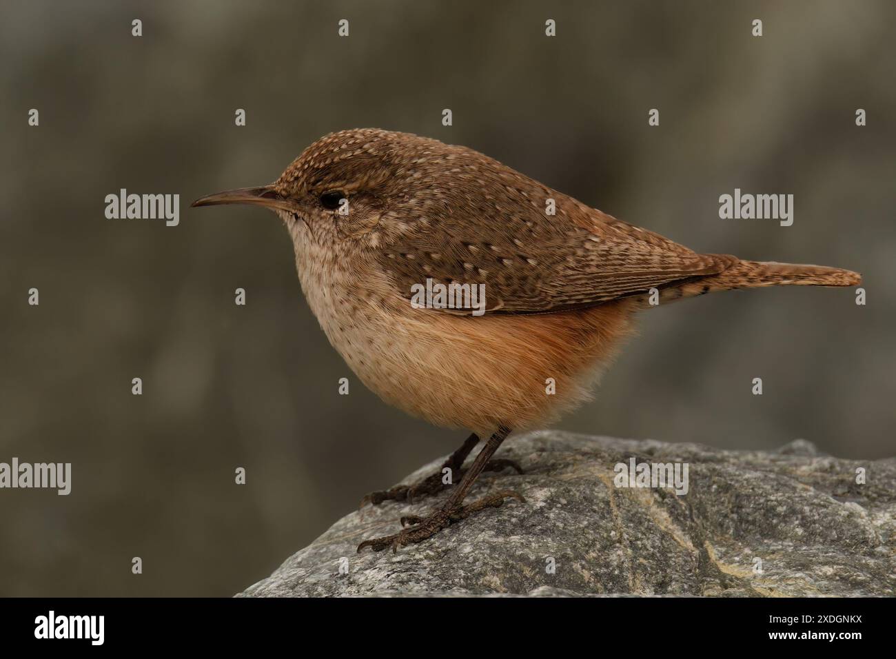 Close-up of a single Rock Wren on a grey rock in Victoria, British ...