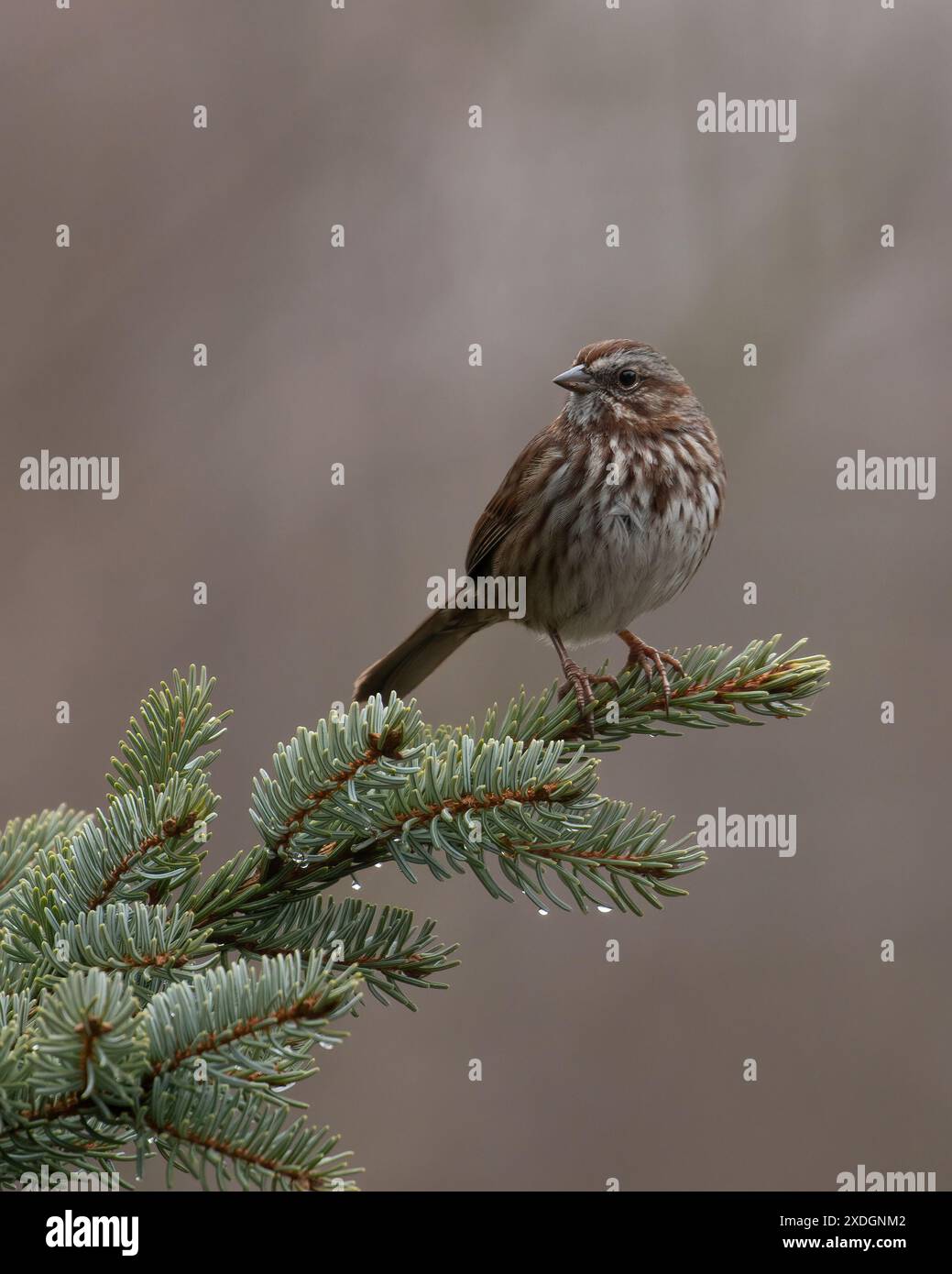 A Song Sparrow looking to the left on a pine tree with rain drops Stock ...