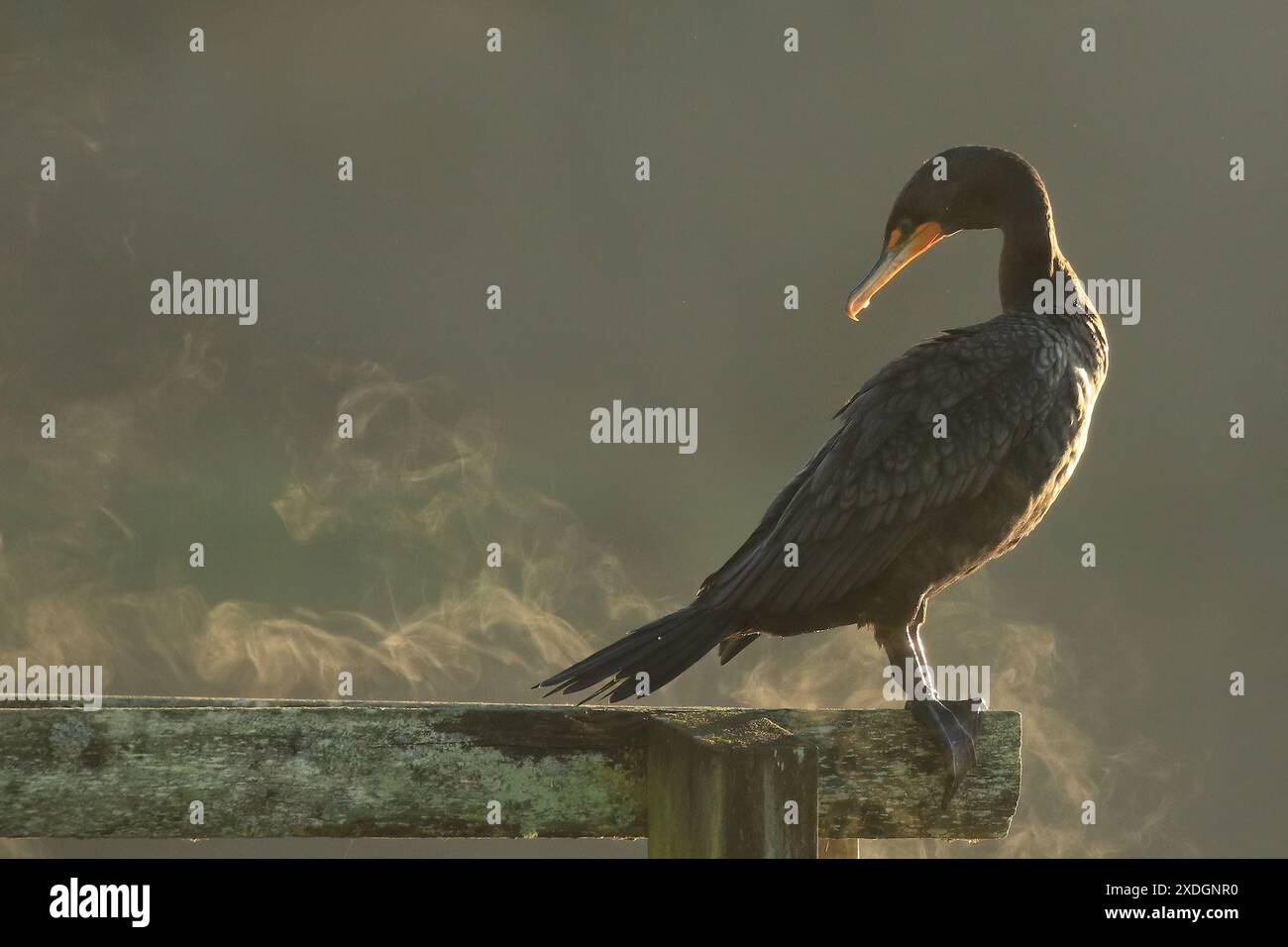 A single Double-crested Cormorant looking behind itself as steam rises ...