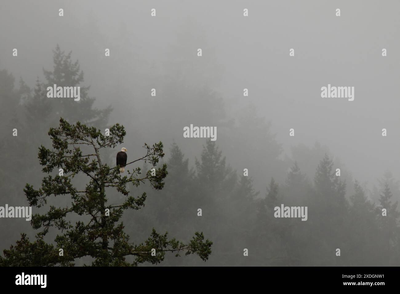 An adult Bald Eagle atop a tree with layers of trees in the fog behind ...