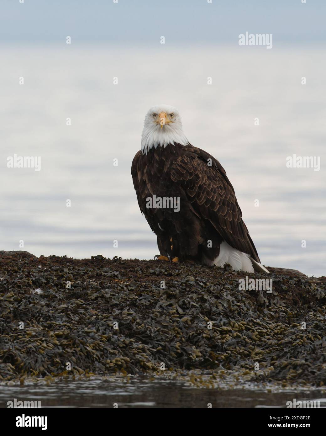 An adult Bald Eagle standing on the shoreline beside the ocean in ...