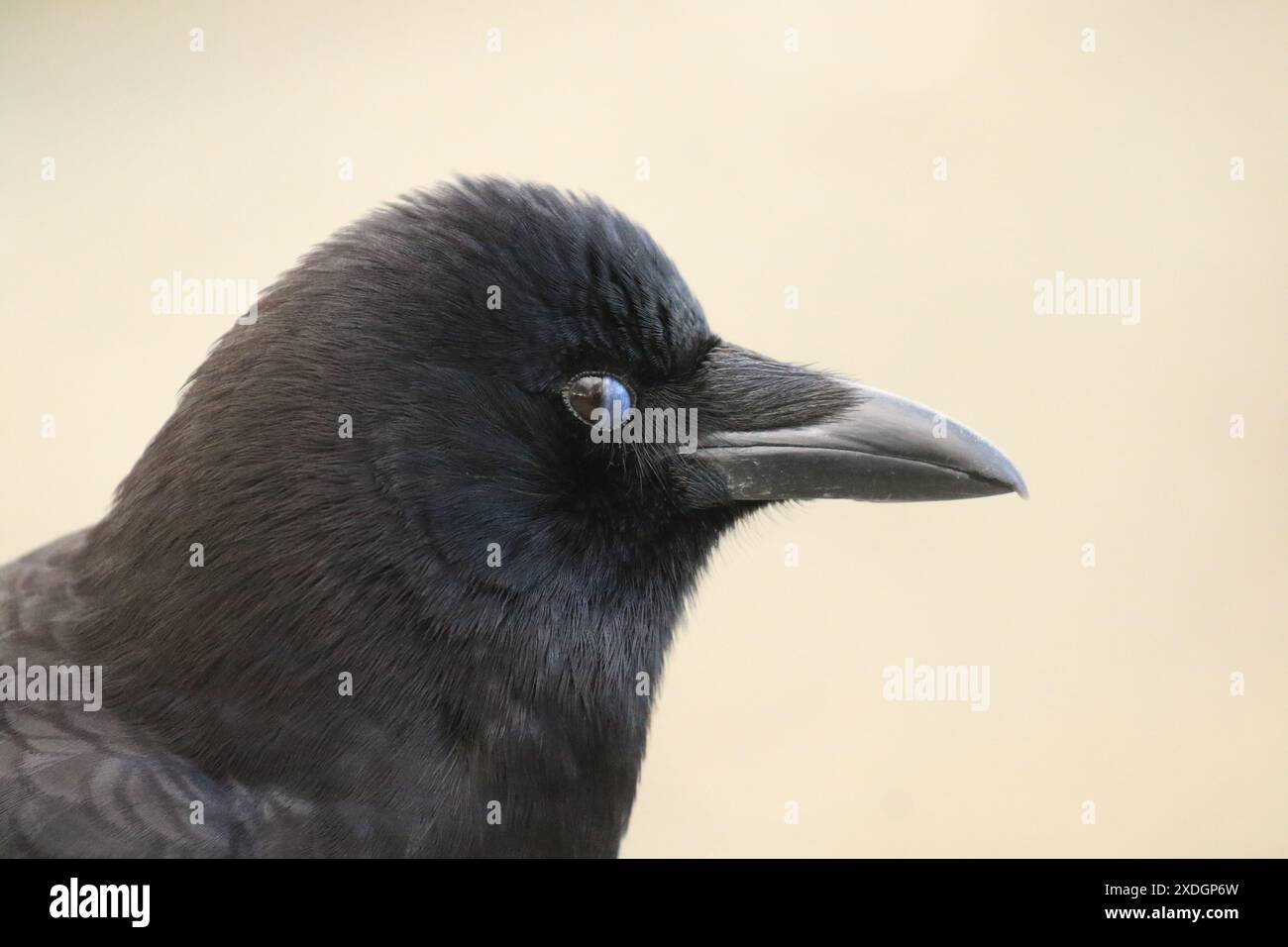 Close up of an American or Northwestern Crow blinking its nictitating membrane eyelid in ...
