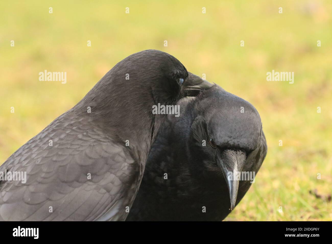 American Crow grooming another crow with green background in Victoria ...