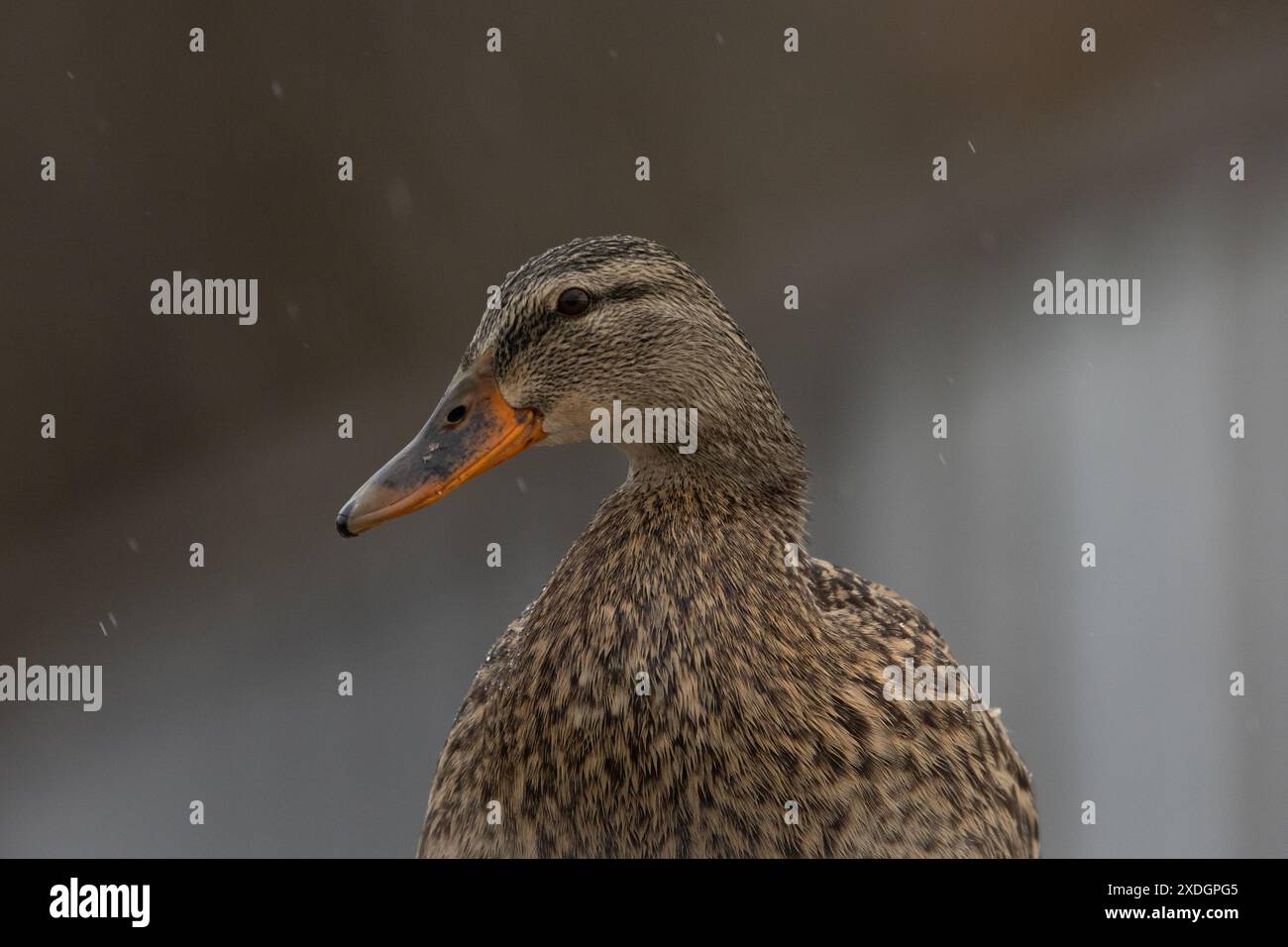 Mallard identification hi-res stock photography and images - Alamy