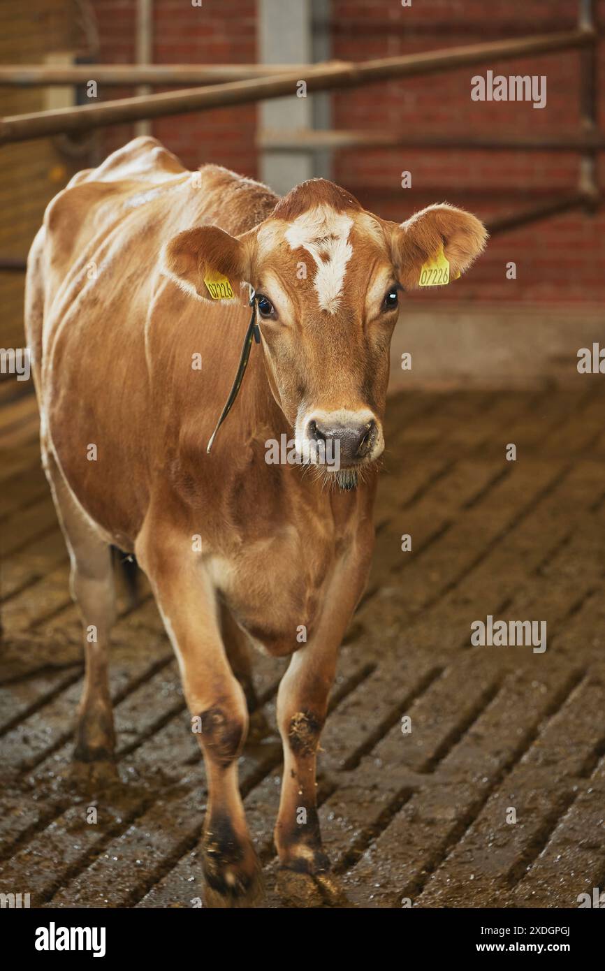 Jersey cow on a farm in modern Denmark Stock Photo - Alamy