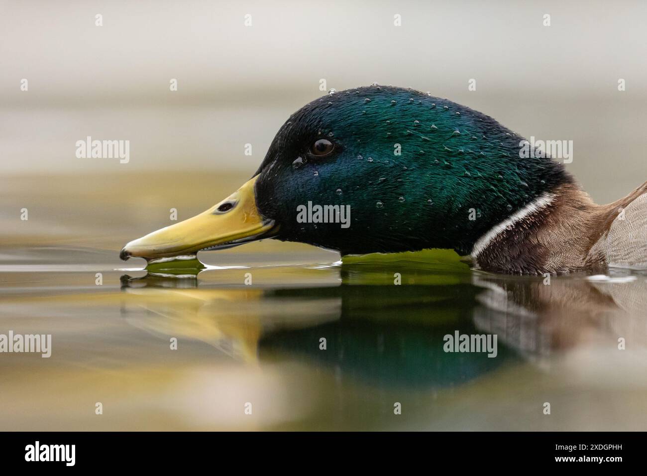 Mallard identification hi-res stock photography and images - Alamy