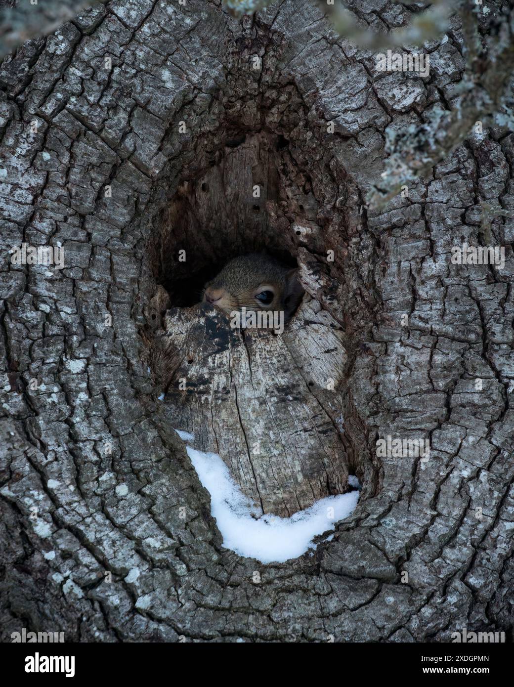 Grey Squirrel burrowed and peeking out of a hole in a tree with snow in ...