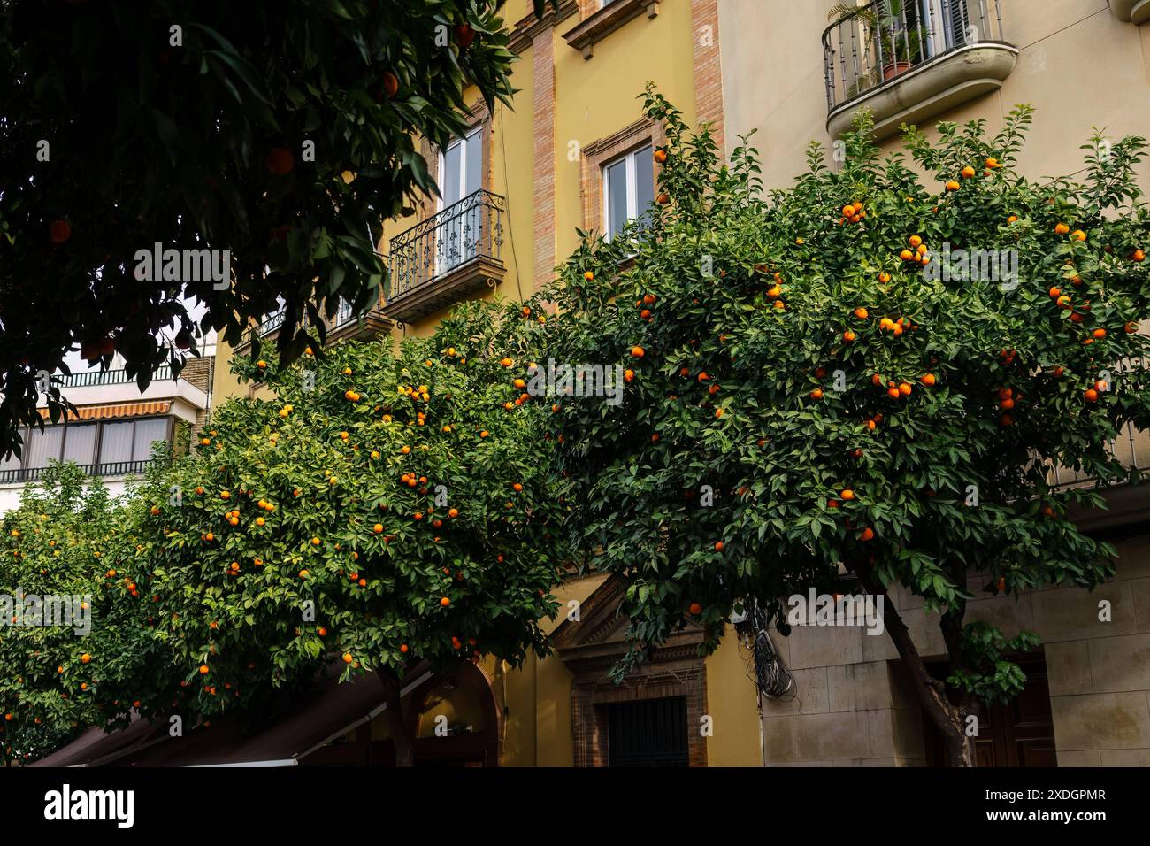 Famous orange trees on the street of Seville, Spain Stock Photo - Alamy