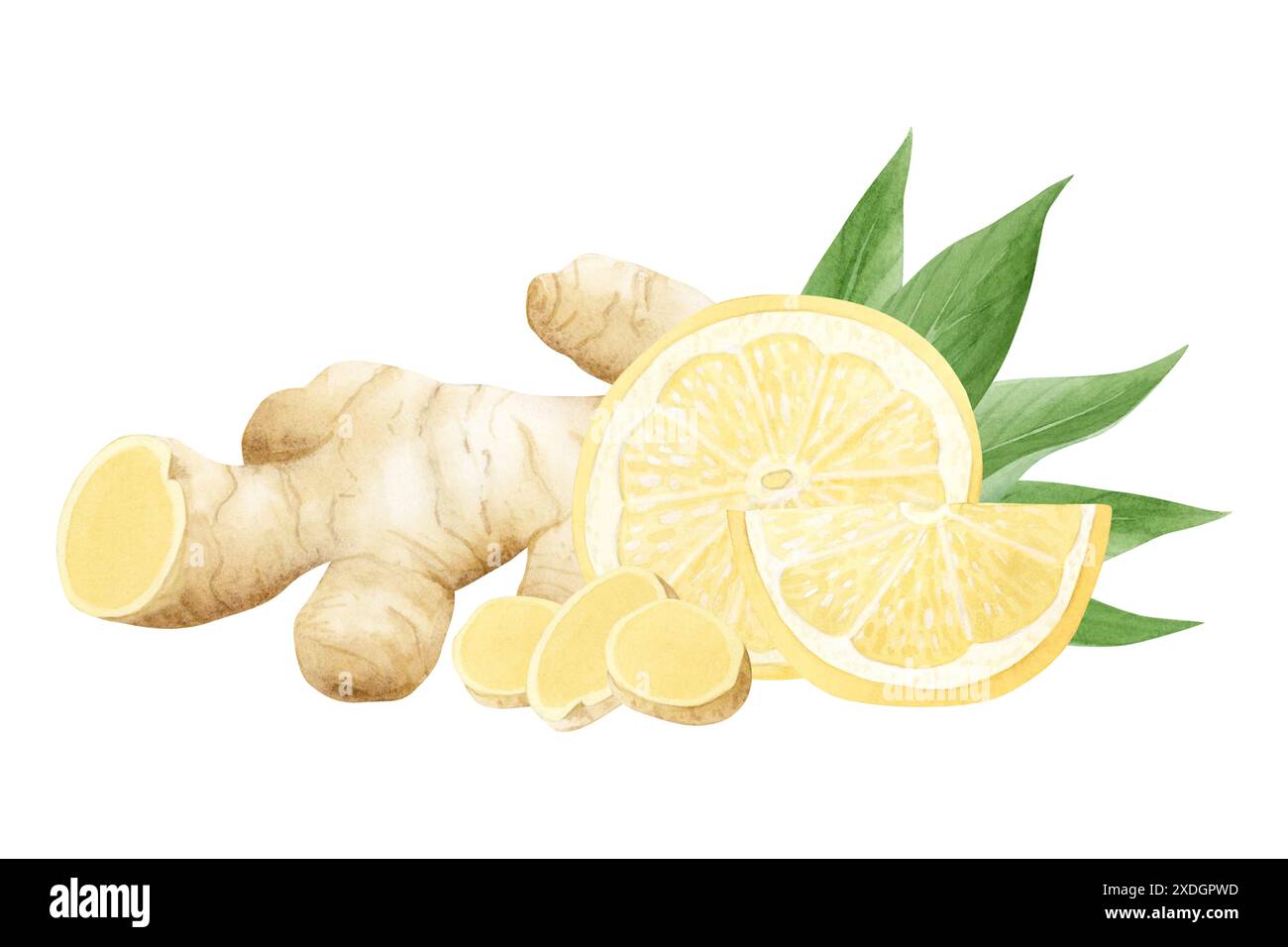 Watercolor lemons, ginger plant roots and slices illustration in yellow ...