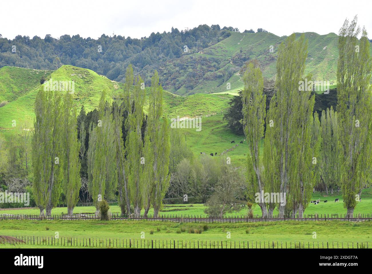 Dairy farm paddocks with grazing livestock resting under scattered ...