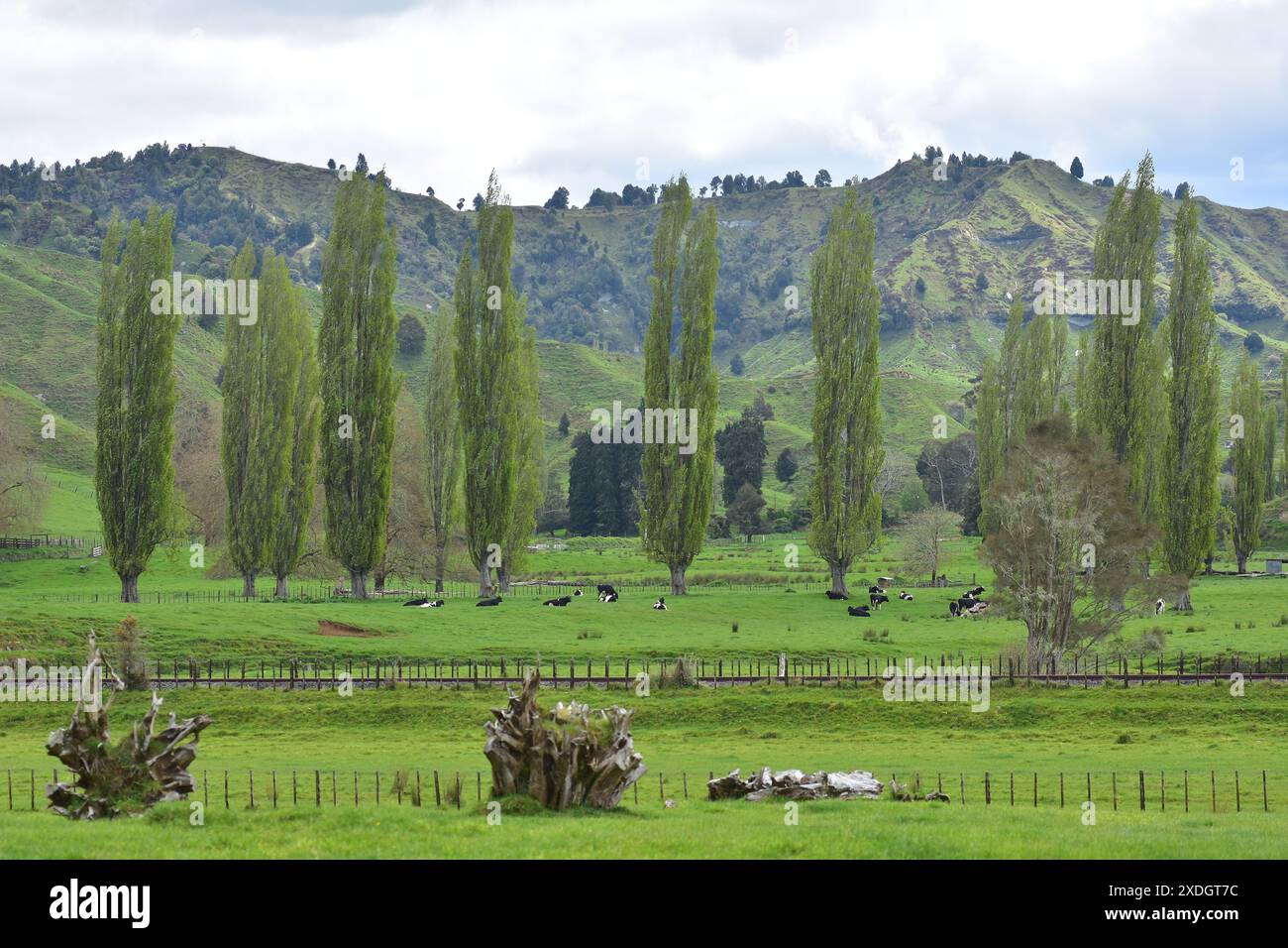 Dairy farms with grazing livestock resting under scattered trees along ...