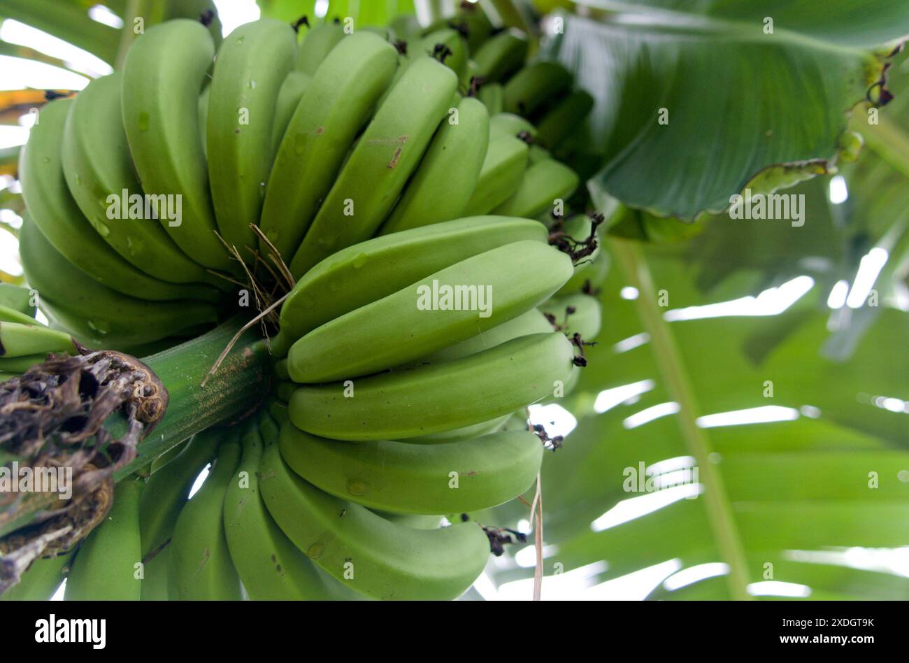 Bananas growing in banana tree in Morogoro area, Tanzania Stock Photo ...