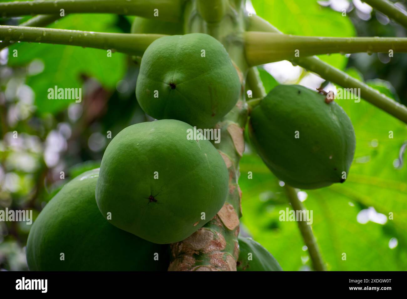 The papaya, papaw, or pawpaw is the plant species Carica papaya, one of ...