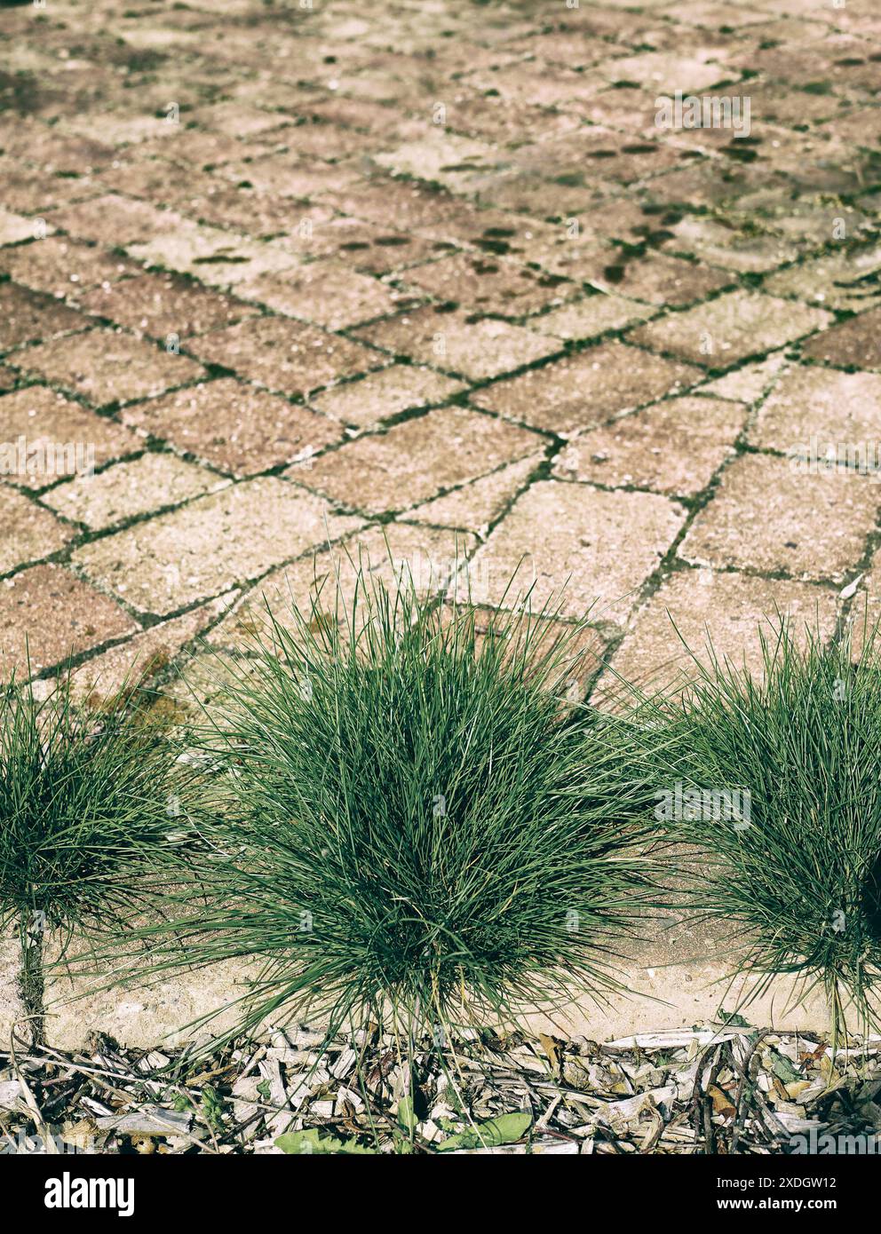 Ground, brick and paving with grass growing as footpath in outdoor ...