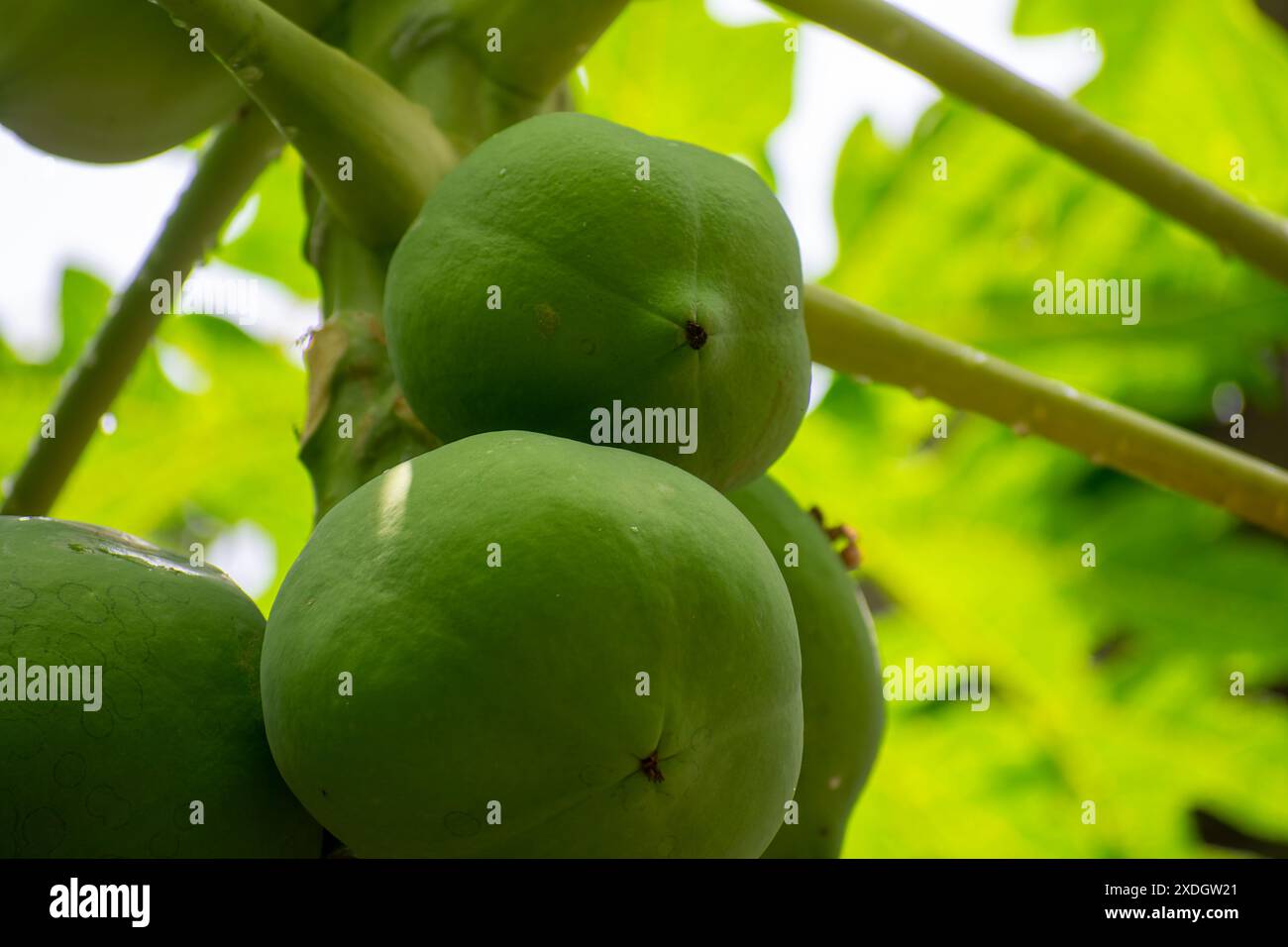 The papaya, papaw, or pawpaw is the plant species Carica papaya, one of ...