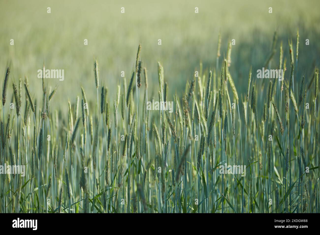 Green grass, nature and wheat field in countryside with texture by ...