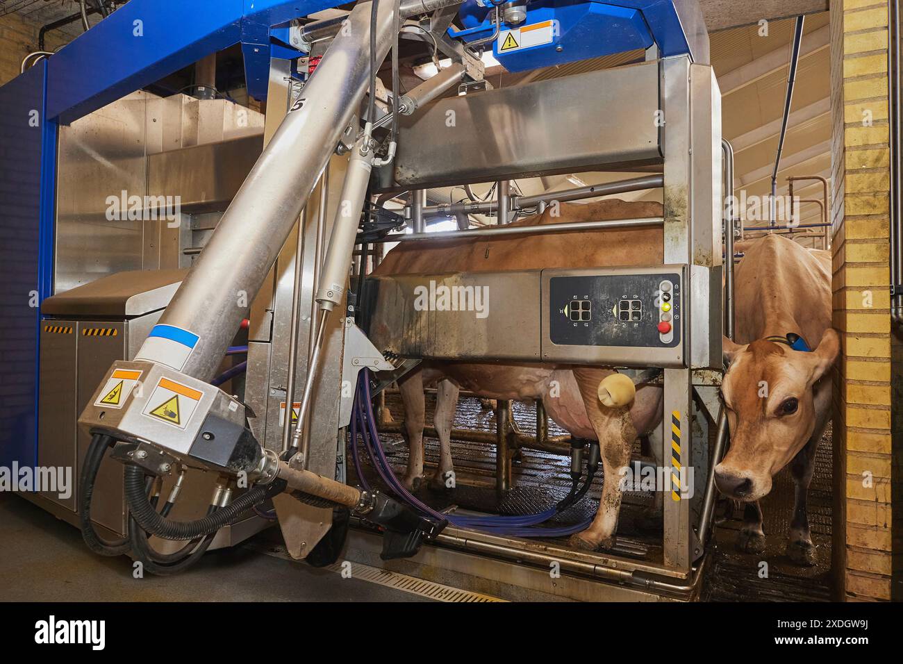 Robot milking machine hi-res stock photography and images - Alamy