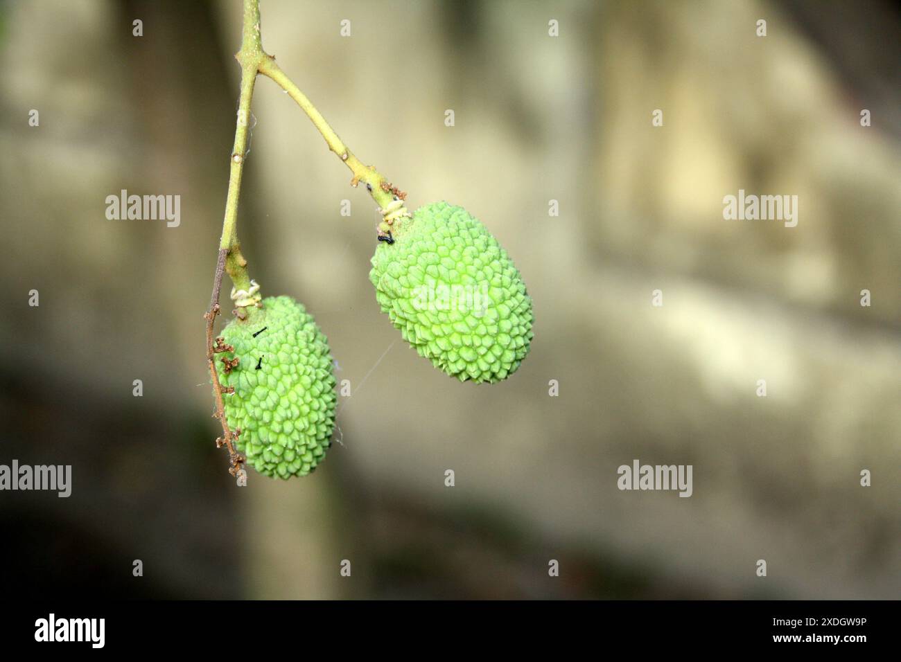 Immature Lychee fruits (Litchi chinensis) hanging from a branch : (pix ...